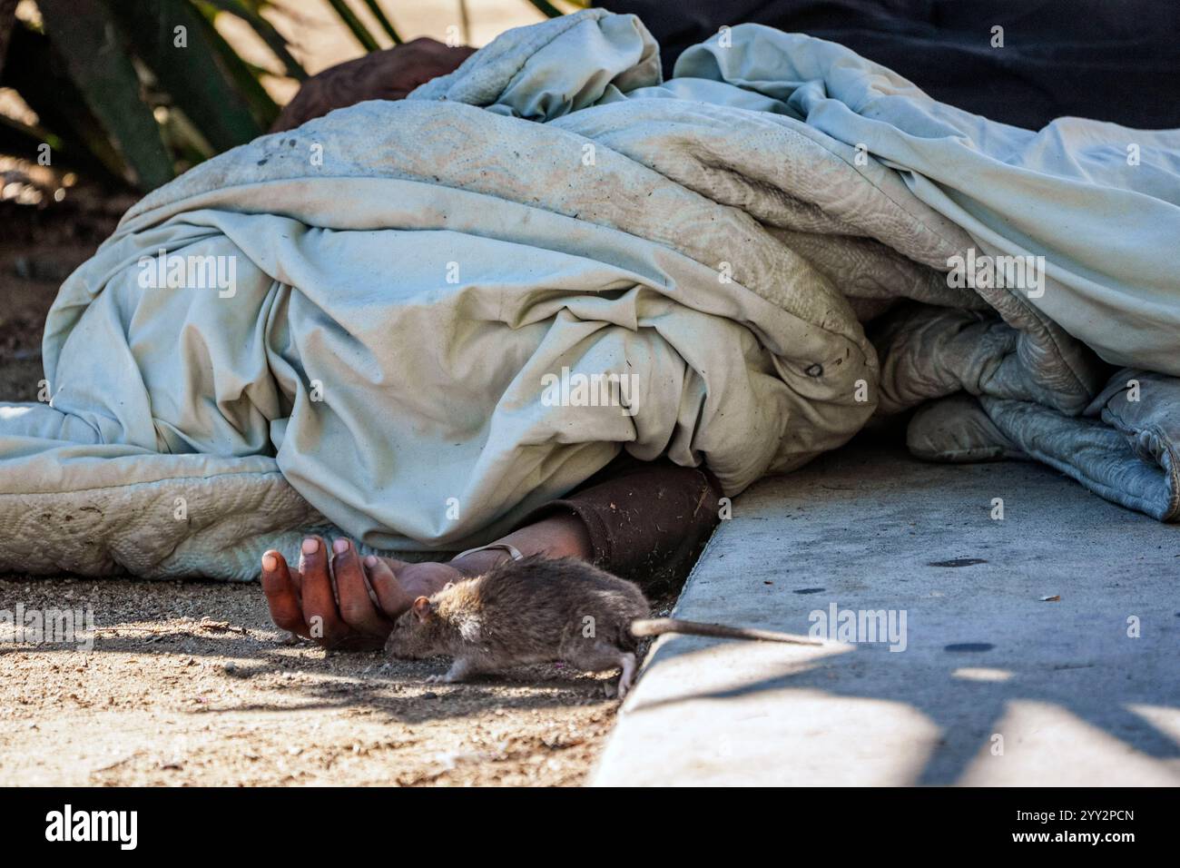 A rat sniffs the hand of a sleeping man experiencing homelessness ...
