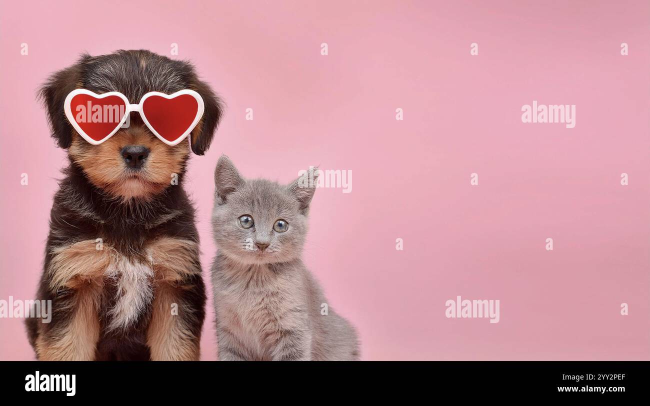 Dog and kitten together with a loving and friendly attitude ...