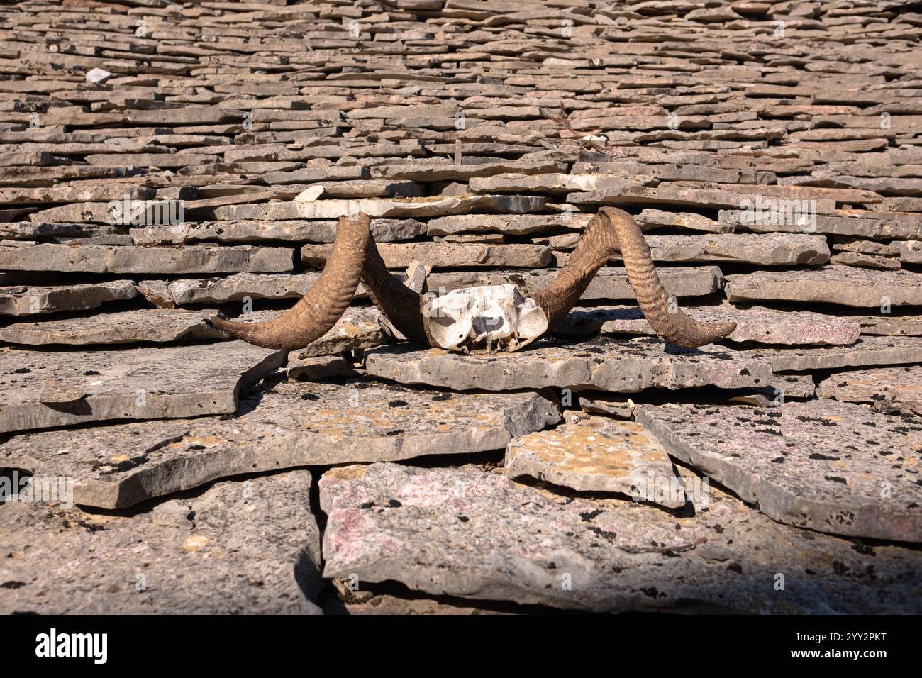 A ram's skull with horns lies on a stone roof under the rays of the ...