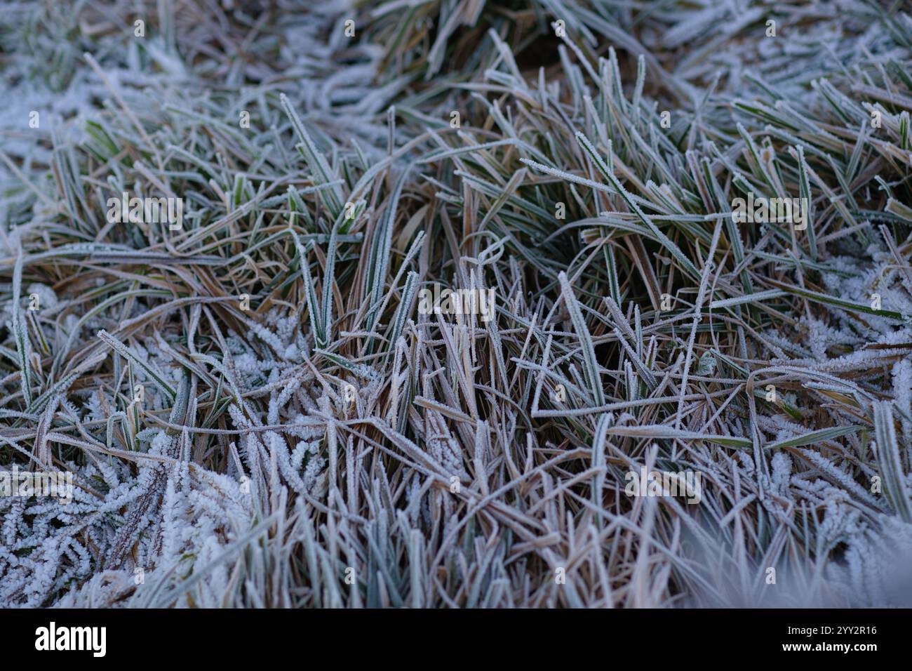 Frozen grass in hoarfrost. Hoarfrost on grass, close-up, wallpaper ...