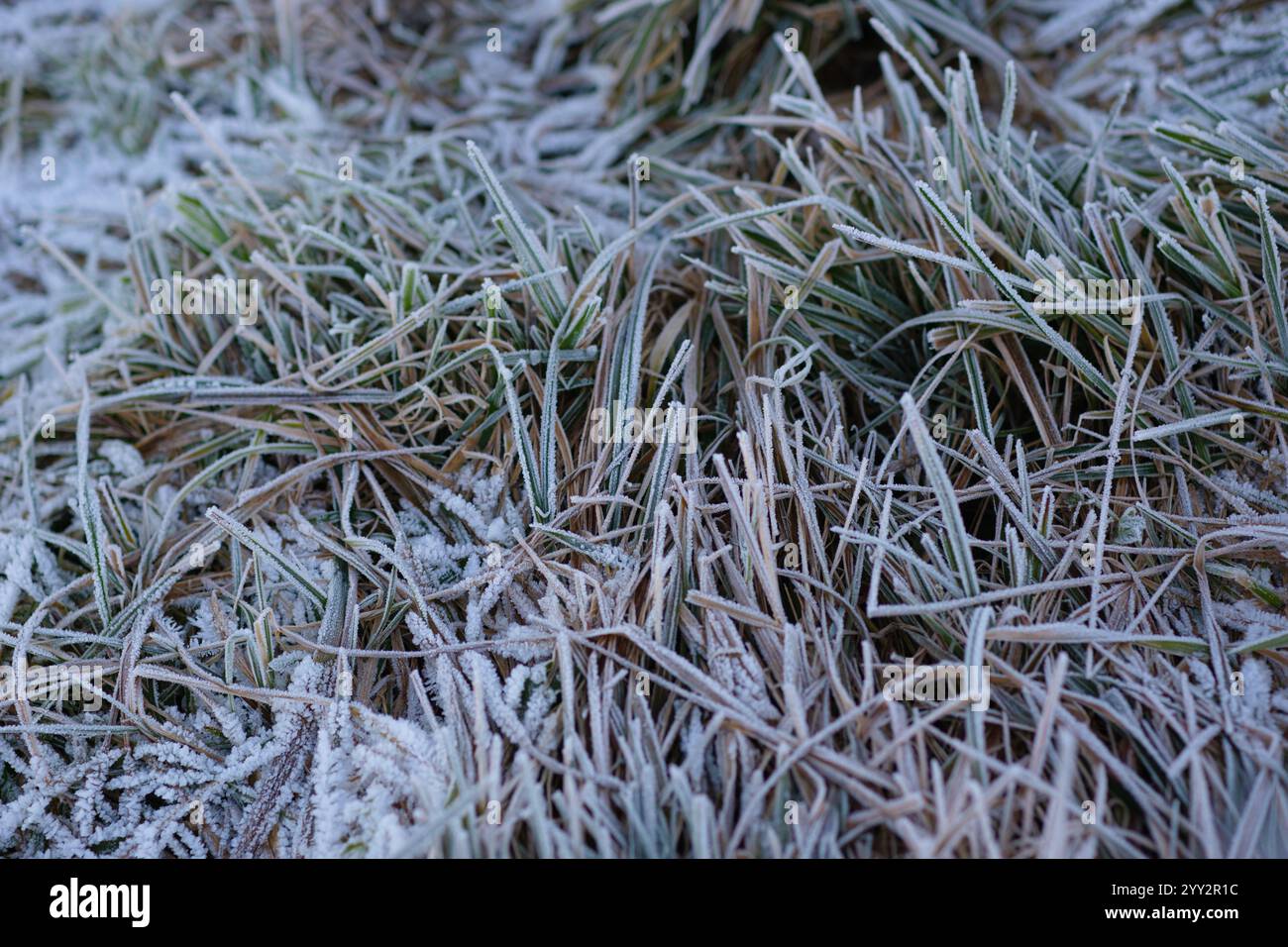 Frozen grass in hoarfrost. Hoarfrost on grass, close-up, wallpaper. Detailed winter-themed ...