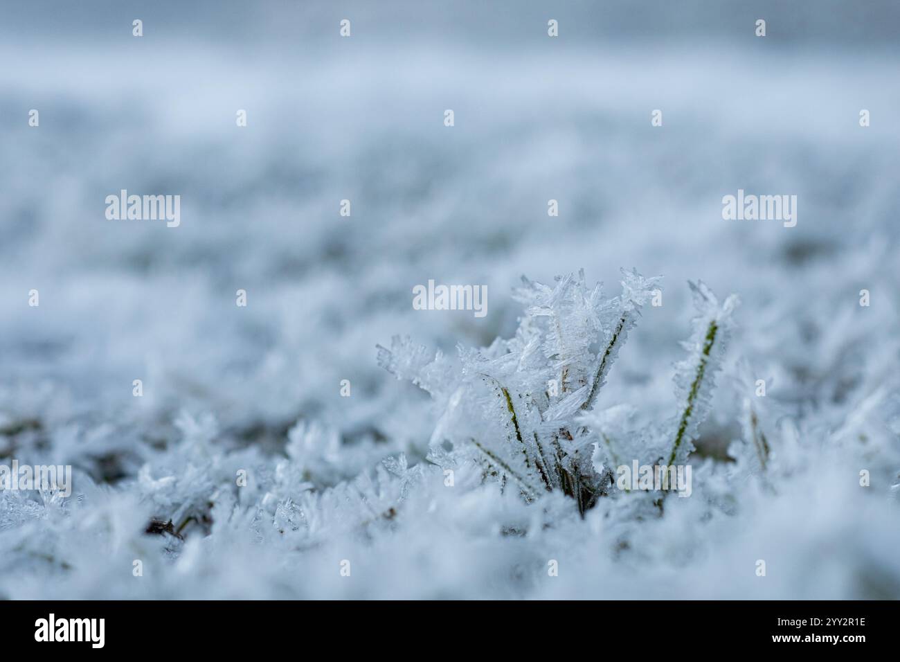 Frozen grass in hoarfrost. Hoarfrost on grass, close-up, wallpaper ...