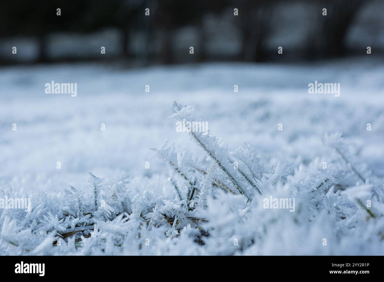 Frozen grass in hoarfrost. Hoarfrost on grass, close-up, wallpaper ...