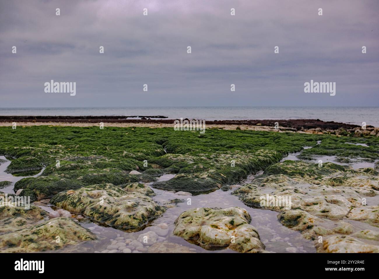 The ocean floor at low tide. Rocky bottom with green algae, pebbles ...