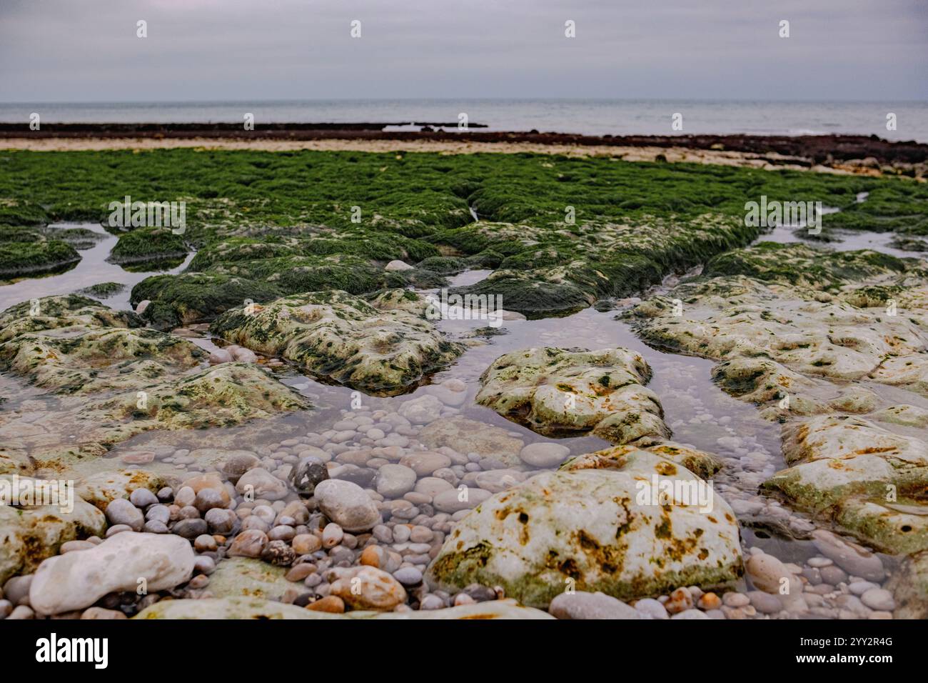 The ocean floor at low tide. Rocky bottom with green algae, pebbles ...