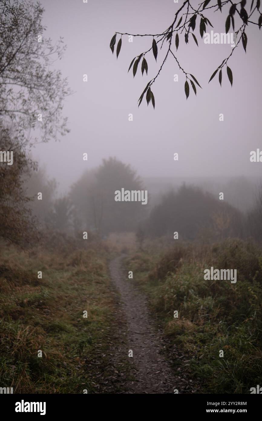 Autumn, foggy morning, park and path among trees. Thick thickets of ...