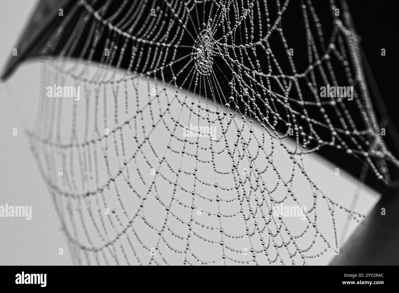 Beautiful Web in dew drops on a traffic light. Photo of a Spider Web in ...