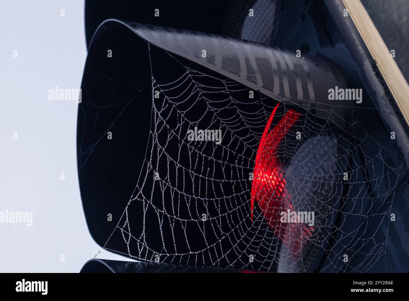 Beautiful Web in dew drops on a traffic light. Photo of a Spider Web in ...