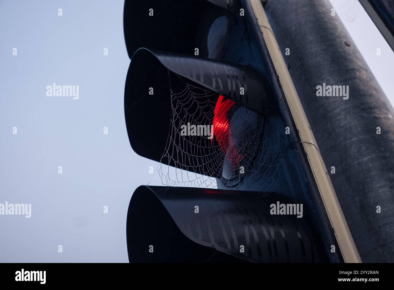 Beautiful Web in dew drops on a traffic light. Photo of a Spider Web in ...