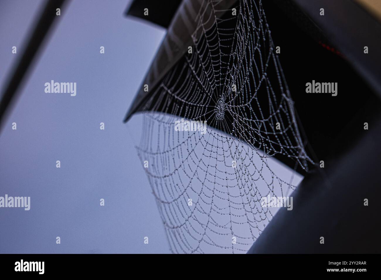 Beautiful Web in dew drops on a traffic light. Photo of a Spider Web in ...