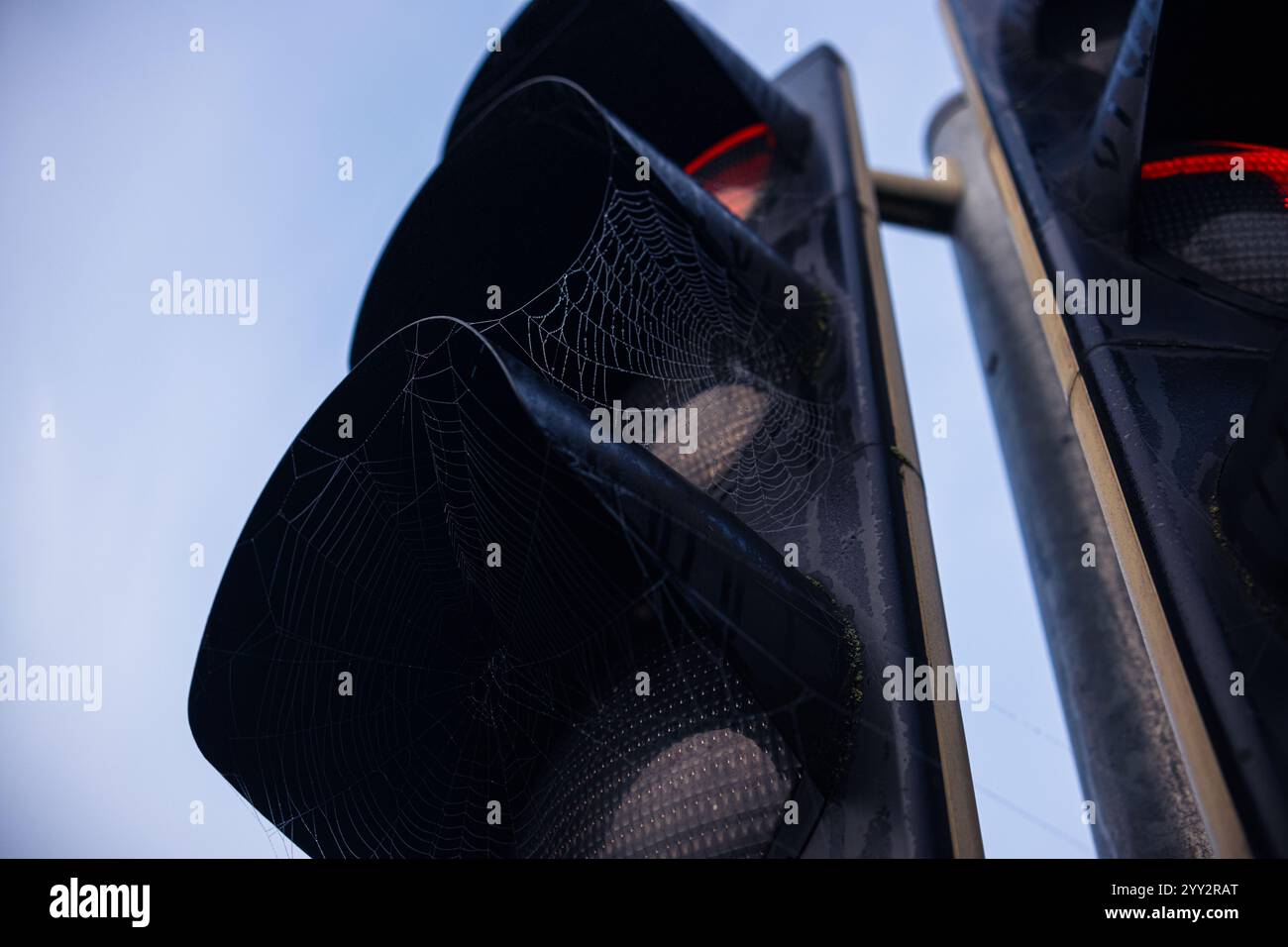 Beautiful Web in dew drops on a traffic light. Photo of a Spider Web in ...