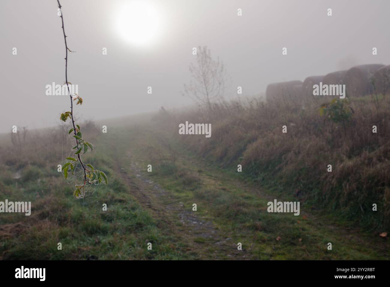 Rose farm road hi-res stock photography and images - Alamy