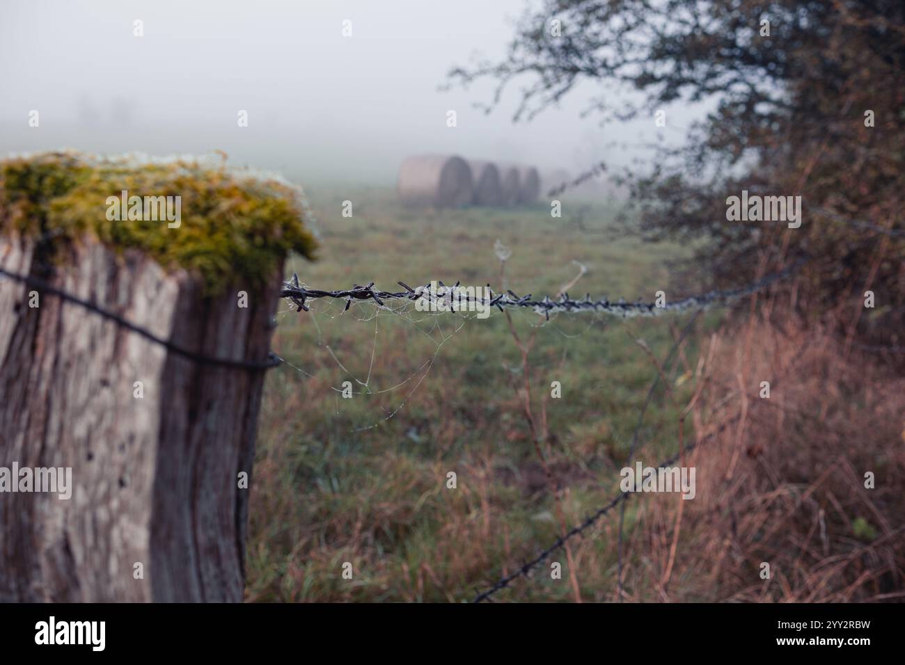 Old rotten wooden pole with barbed wire. Round bales of straw in the ...
