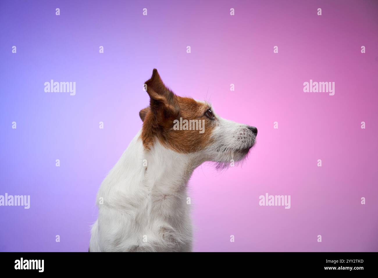 A Jack Russell Terrier is photographed in a relaxed side view against a ...