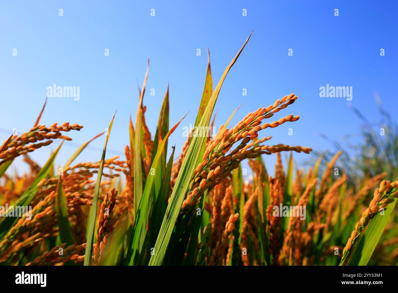 The autumn rice fields Stock Photo - Alamy