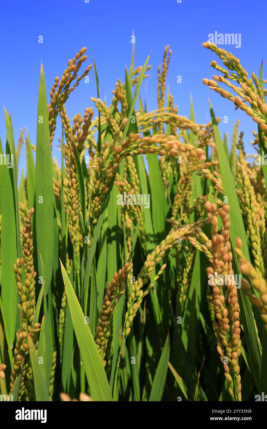 The autumn rice fields Stock Photo - Alamy