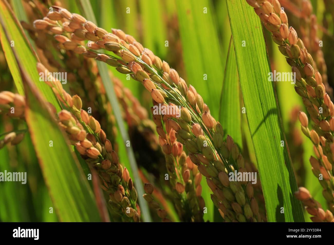 The autumn rice fields Stock Photo - Alamy