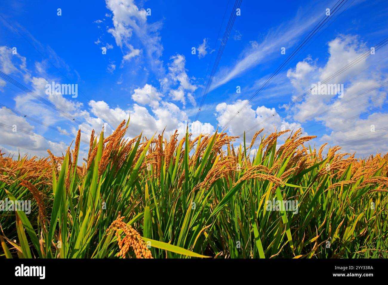 The autumn rice fields Stock Photo - Alamy
