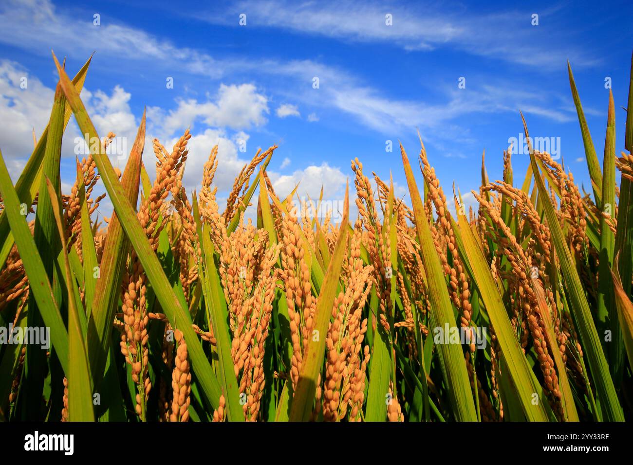The autumn rice fields Stock Photo - Alamy