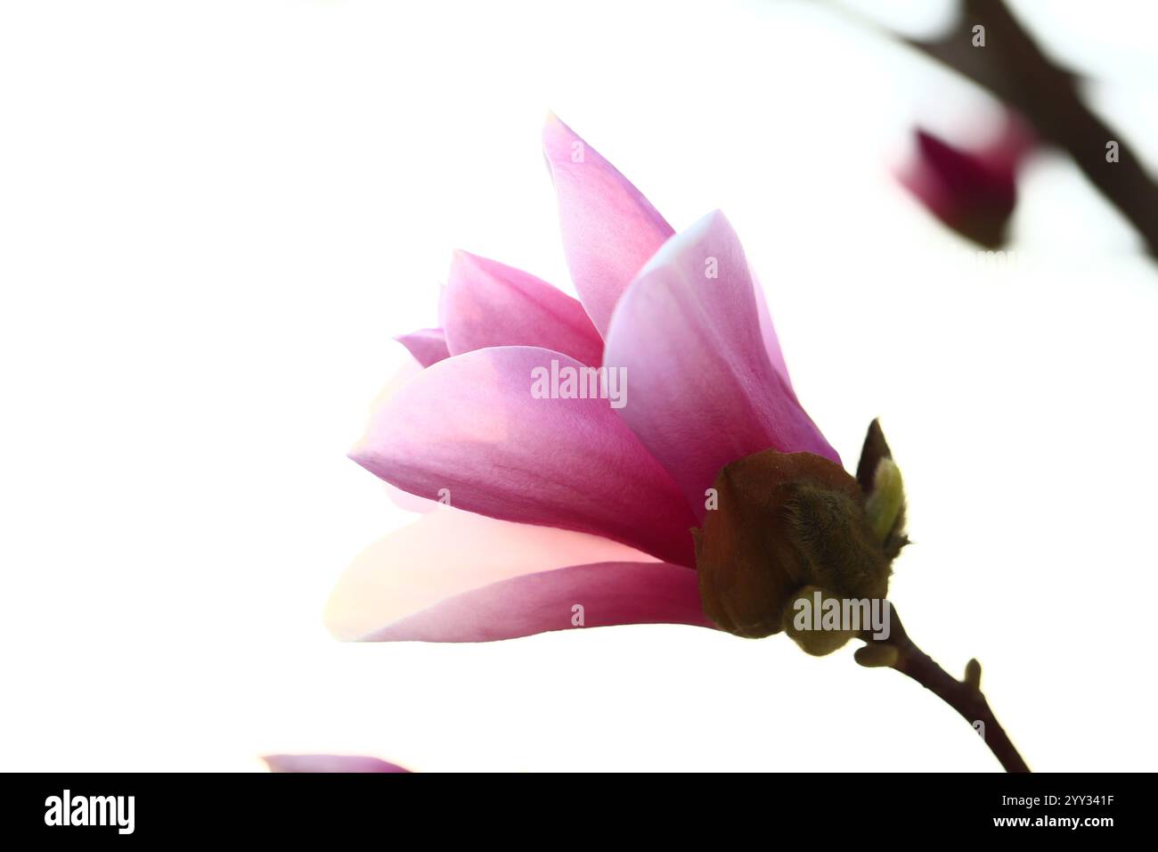 Pink spring magnolia in Cut Out Stock Images & Pictures - Alamy