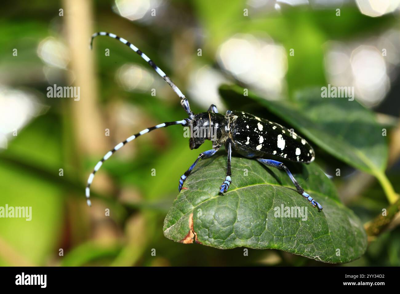 Longicorn beetles hi-res stock photography and images - Alamy