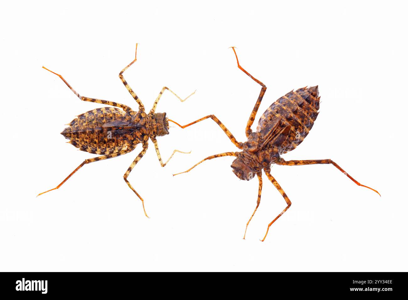 Adult fly larvae on Cut Out Stock Images & Pictures - Alamy
