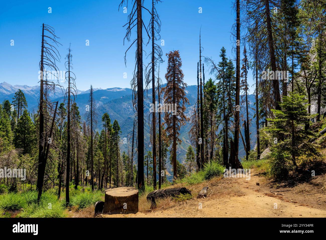 Sequoia National Park, USA. 13th Aug, 2024. Burned trees at Sequoia ...