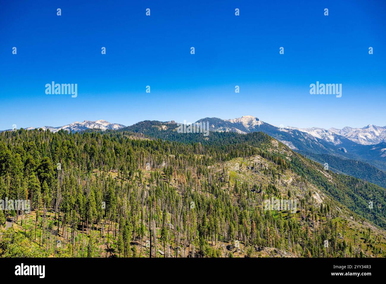 Sequoia National Park, USA. 13th Aug, 2024. Views from the road at ...