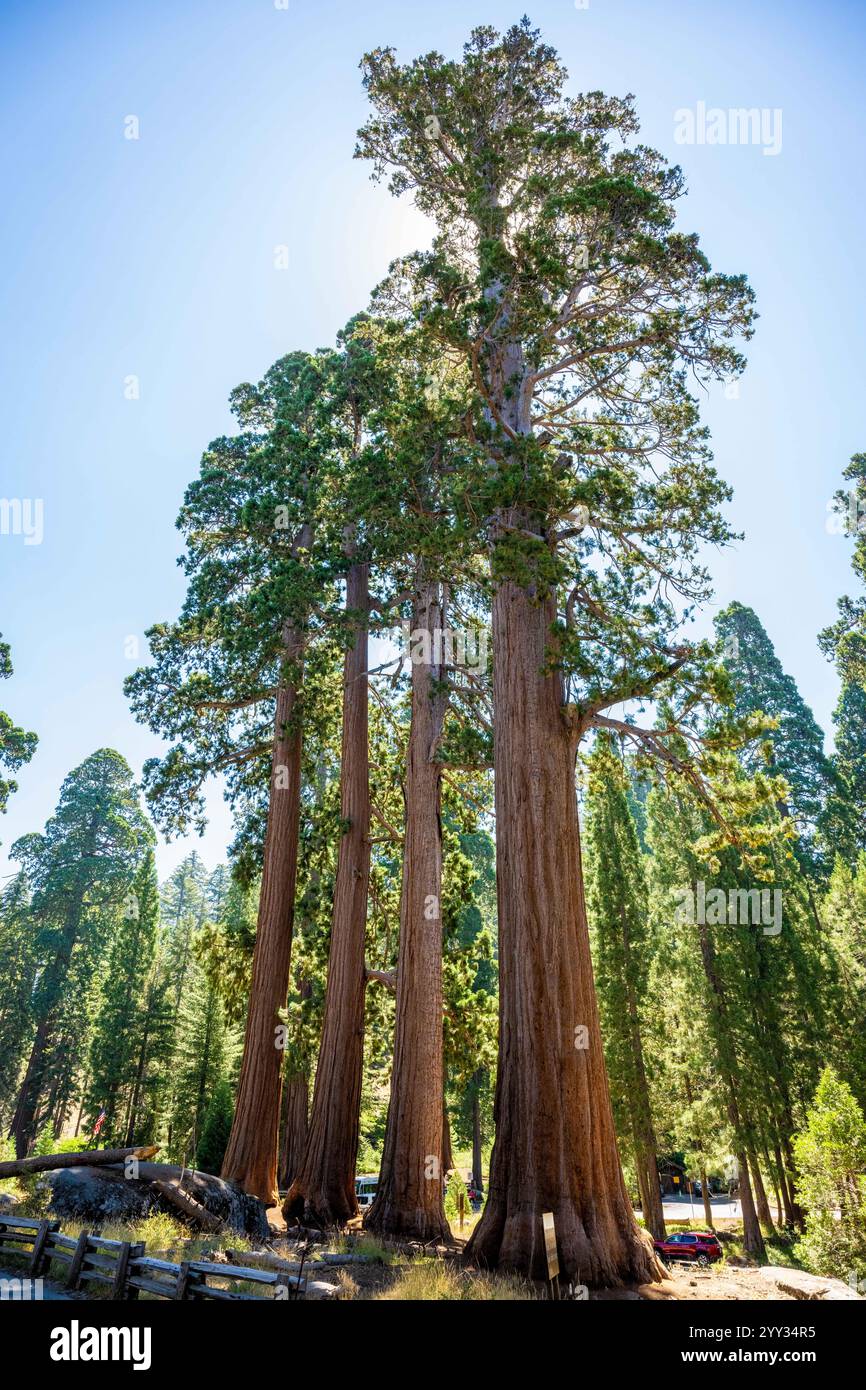 Sequoia National Park, USA. 13th Aug, 2024. Views from the road at ...