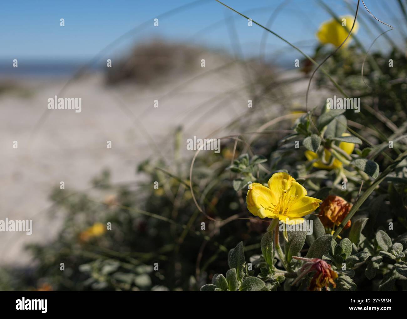 Flowers on the Beach Stock Photo - Alamy