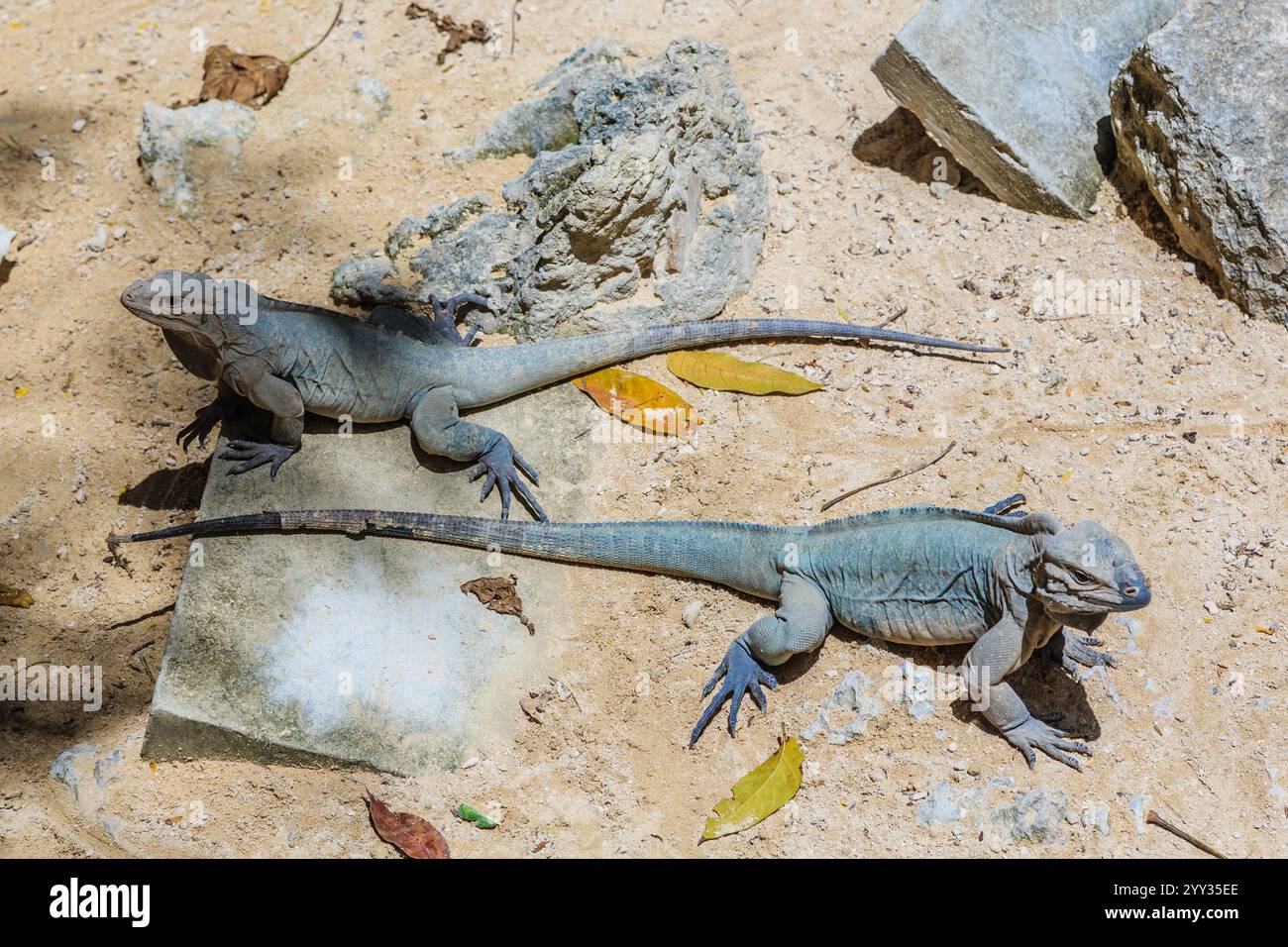Two lizards laying on the sand. One is blue and the other is gray. The ...