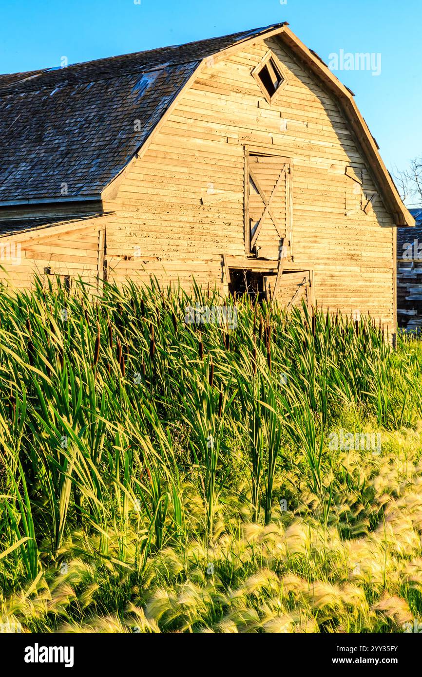 A barn with a door is in a field of tall grass. The barn is old and has ...