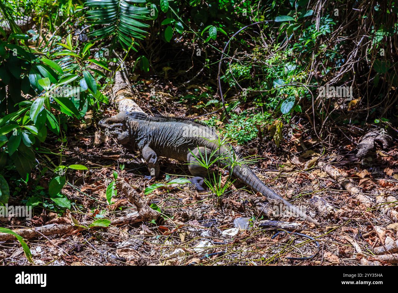 A lizard is walking through the forest. The lizard is small and brown ...