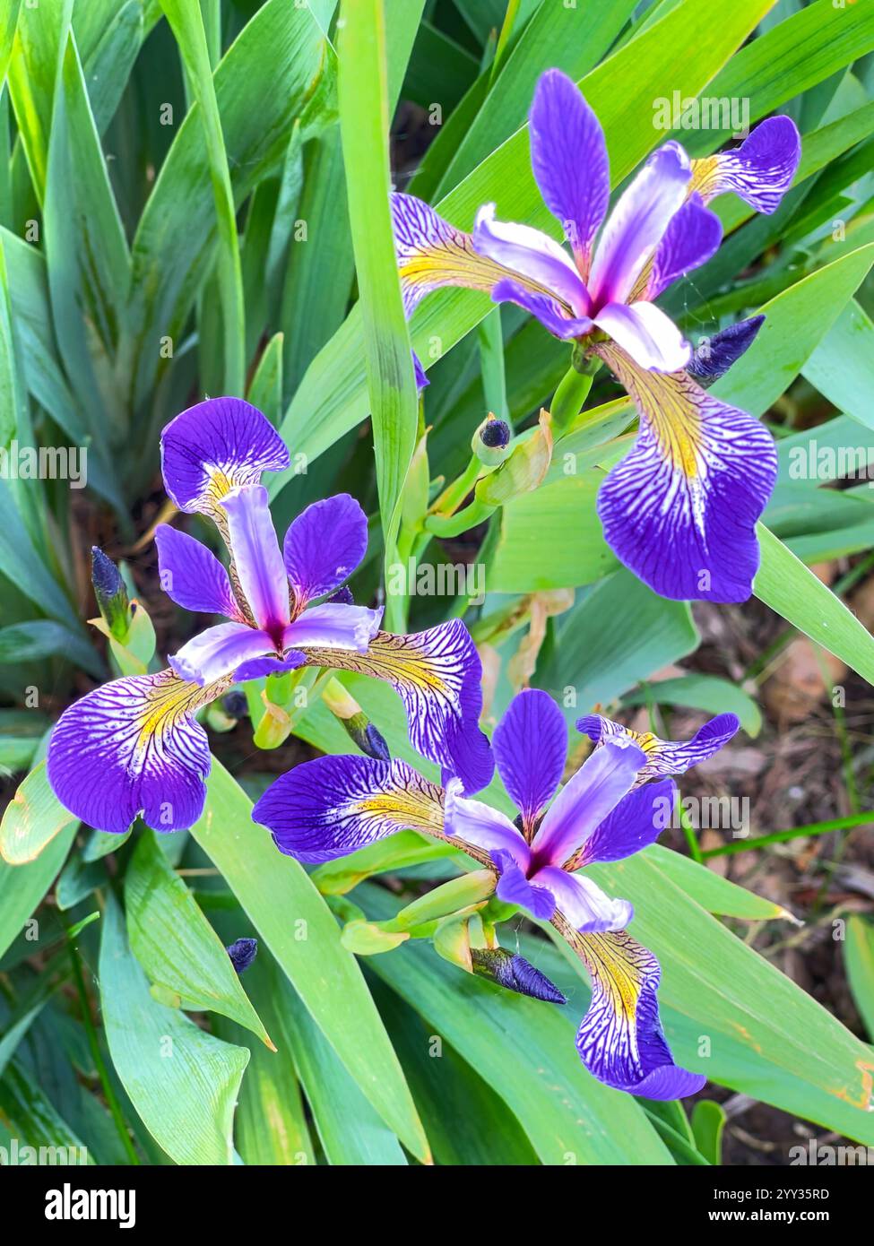 Close up blooming purple iris hi-res stock photography and images - Alamy