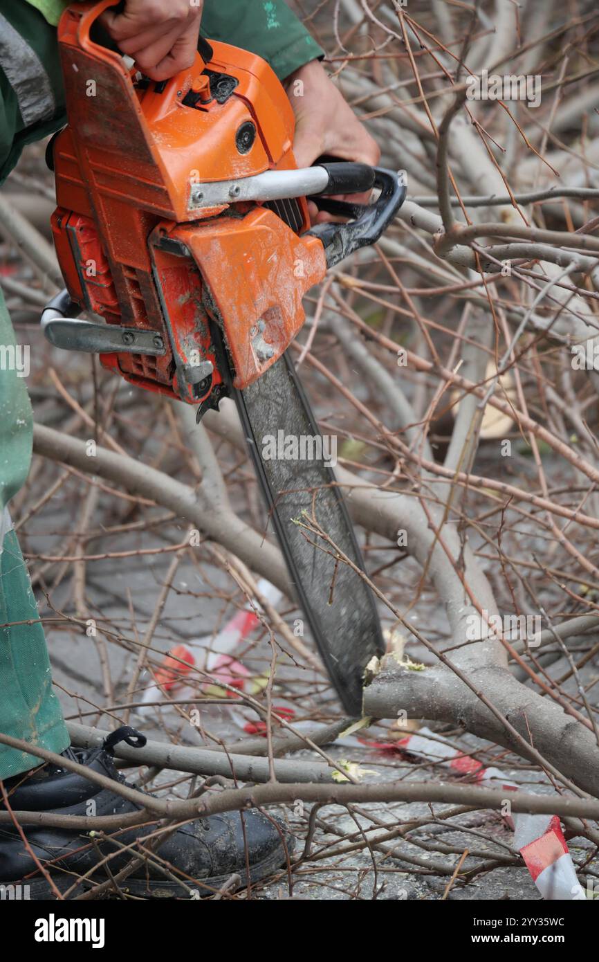 A worker is skillfully using a chainsaw to cut down tree branches and ...