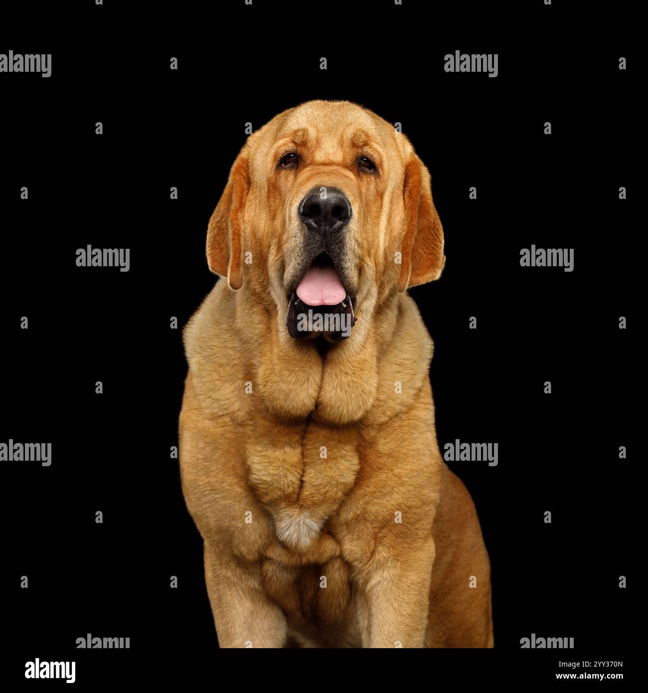 Stunning portrait of a golden Spanish mastiff dog isolated on black ...