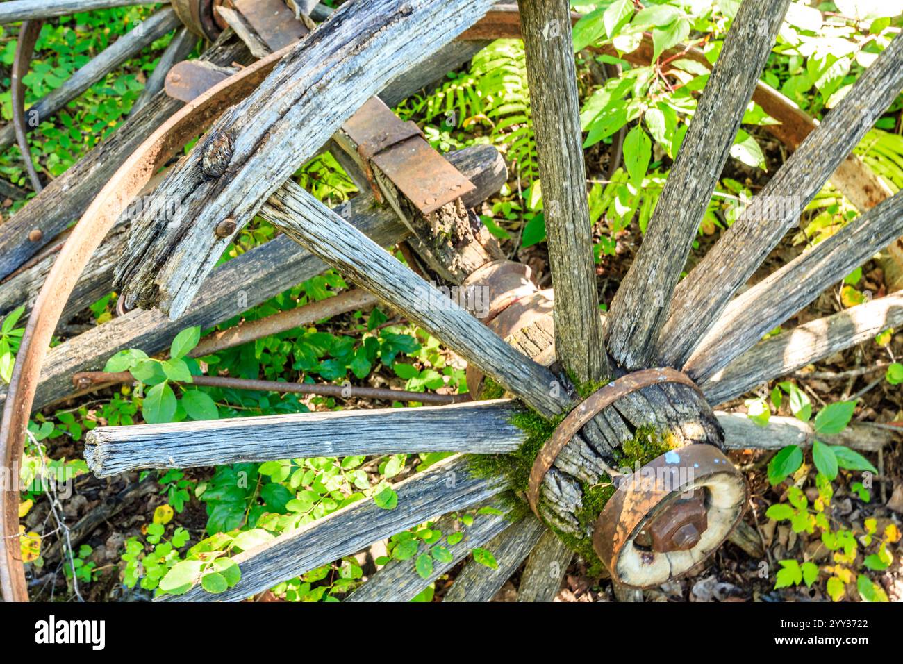 A wheel with a rusty rim is surrounded by green leaves. The wheel is ...