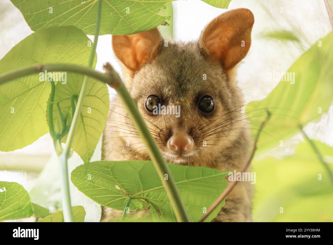 The brush-tailed possum is a common marsupial native to Australia. It's ...