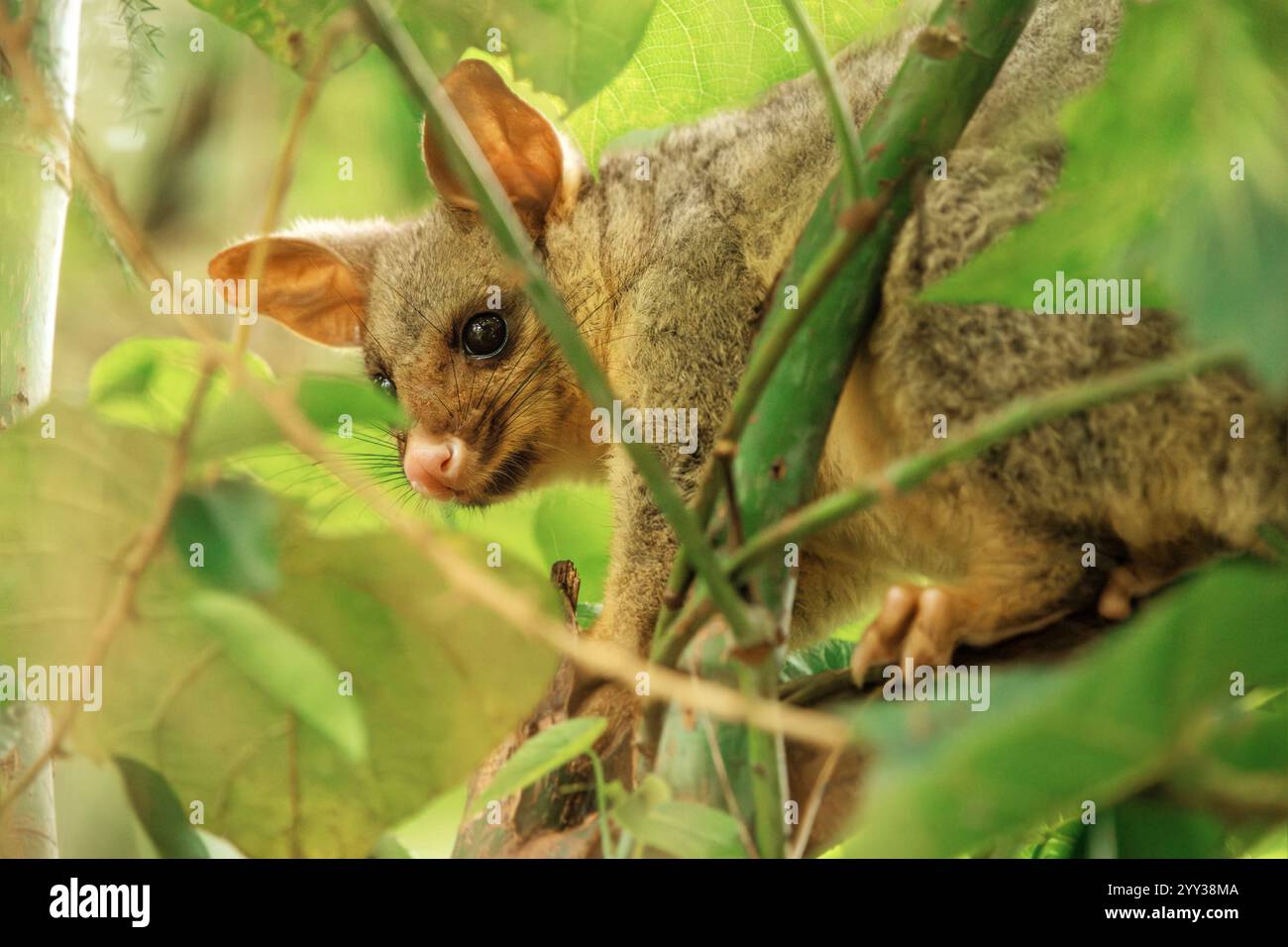 The brush-tailed possum is a common marsupial native to Australia. It's ...