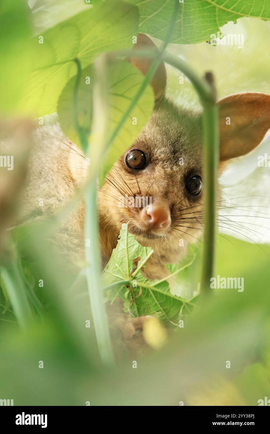 The brush-tailed possum is a common marsupial native to Australia. It's ...