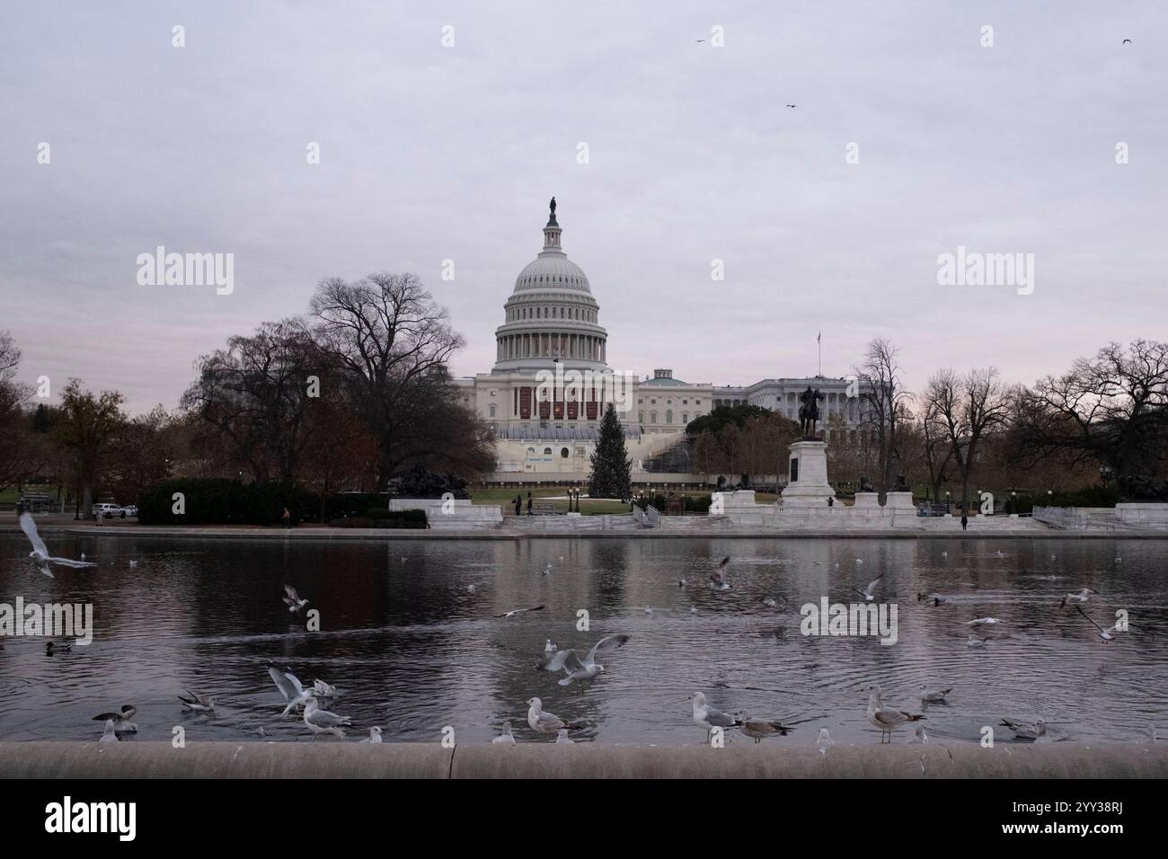 Birds are seen in the Capitol Reflecting Pool in front of the US ...