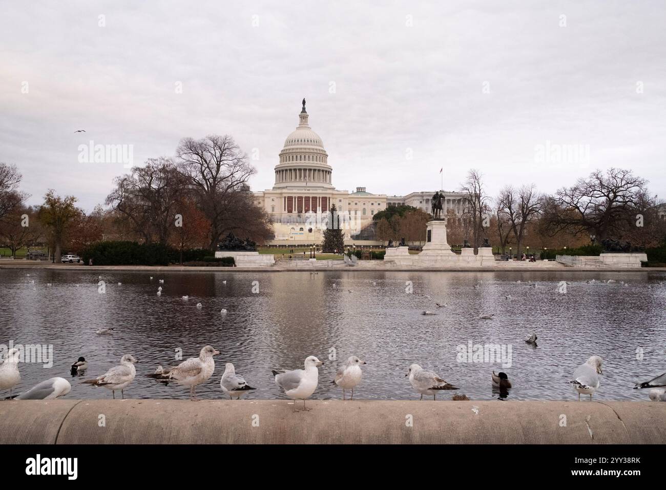 Birds are seen in the Capitol Reflecting Pool in front of the US ...