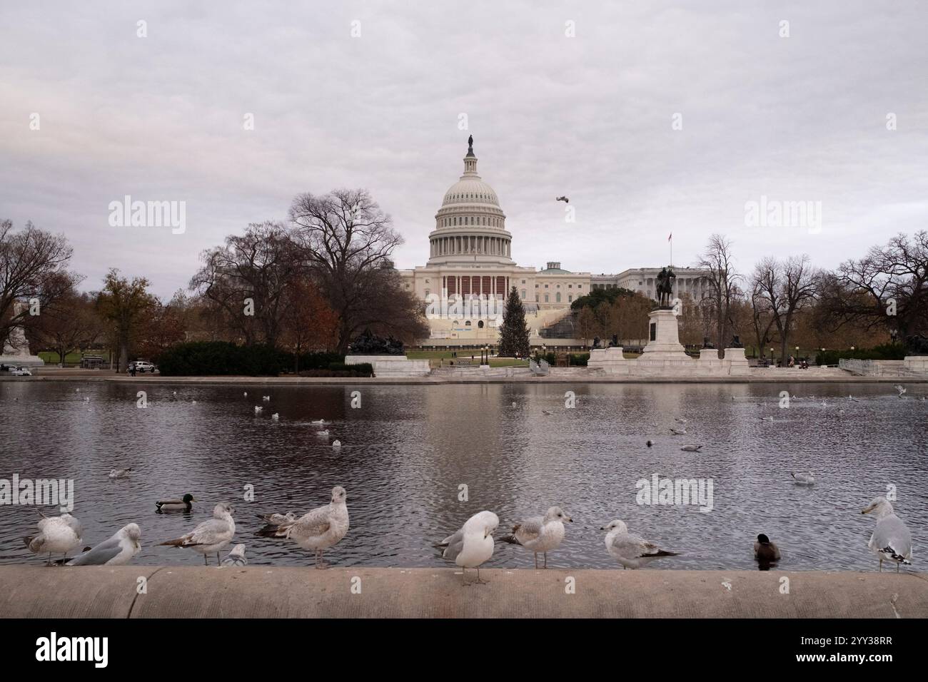 Birds are seen in the Capitol Reflecting Pool in front of the US ...
