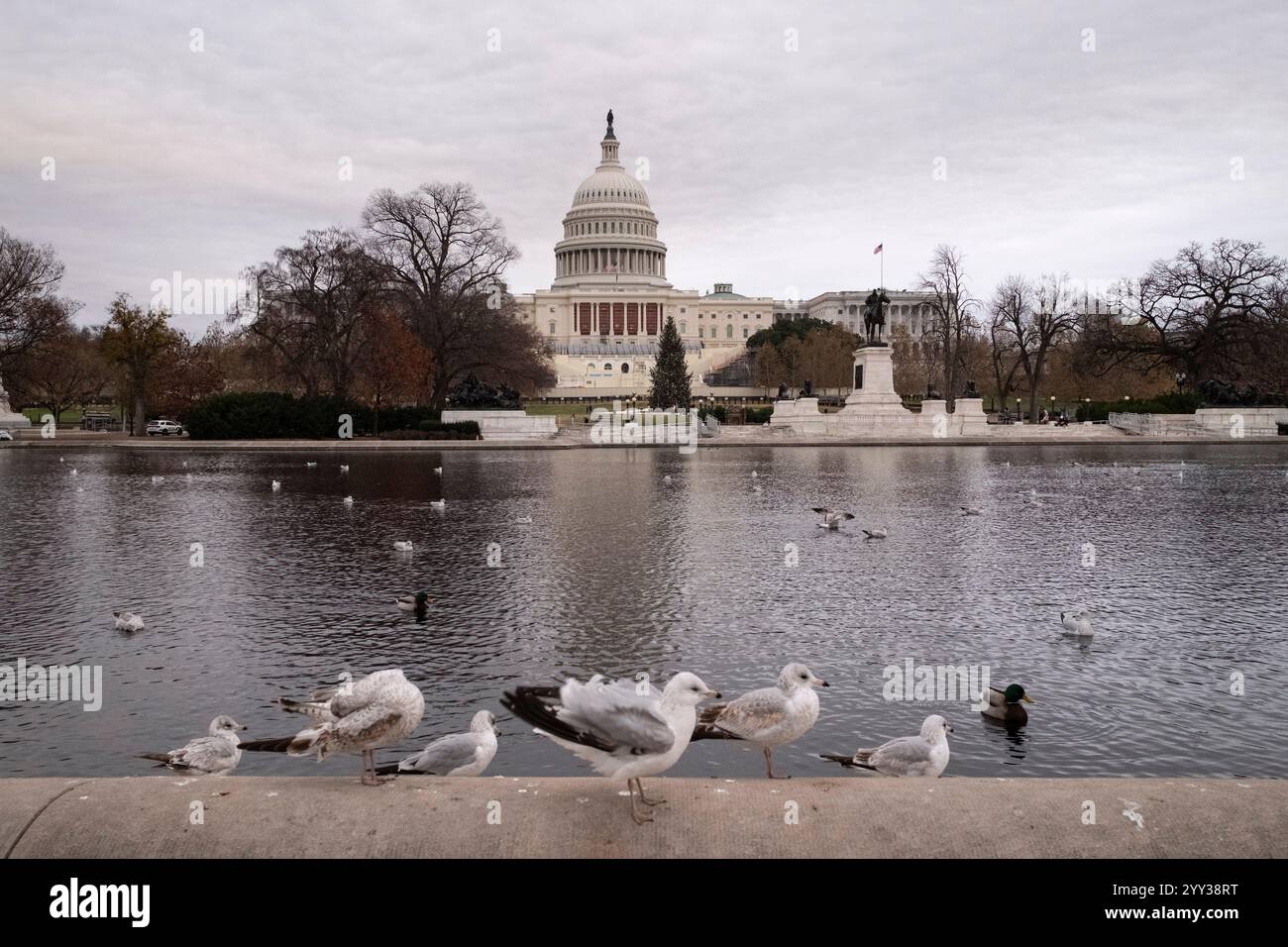 Birds are seen in the Capitol Reflecting Pool in front of the US ...