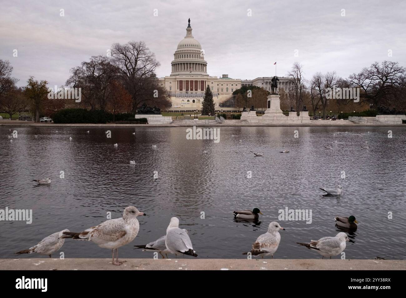 Birds are seen in the Capitol Reflecting Pool in front of the US ...
