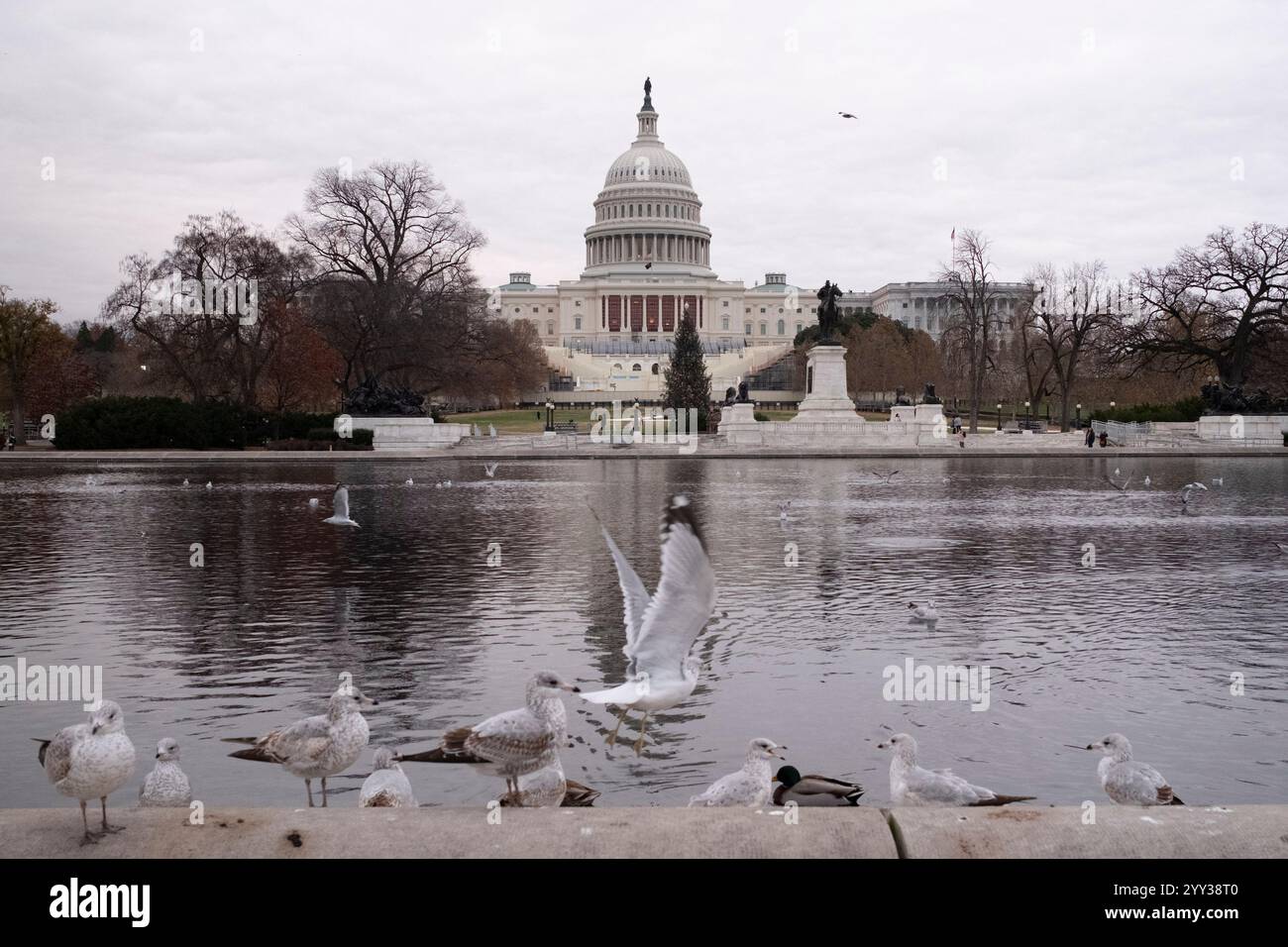Birds are seen in the Capitol Reflecting Pool in front of the US ...