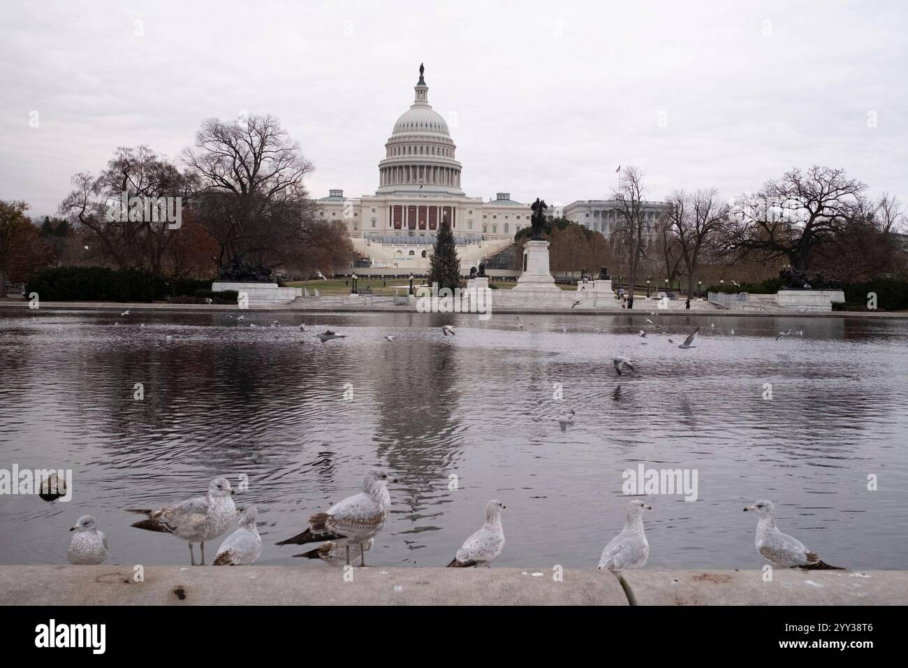 Birds are seen in the Capitol Reflecting Pool in front of the US ...