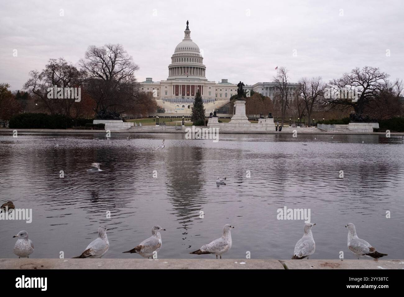Birds are seen in the Capitol Reflecting Pool in front of the US ...
