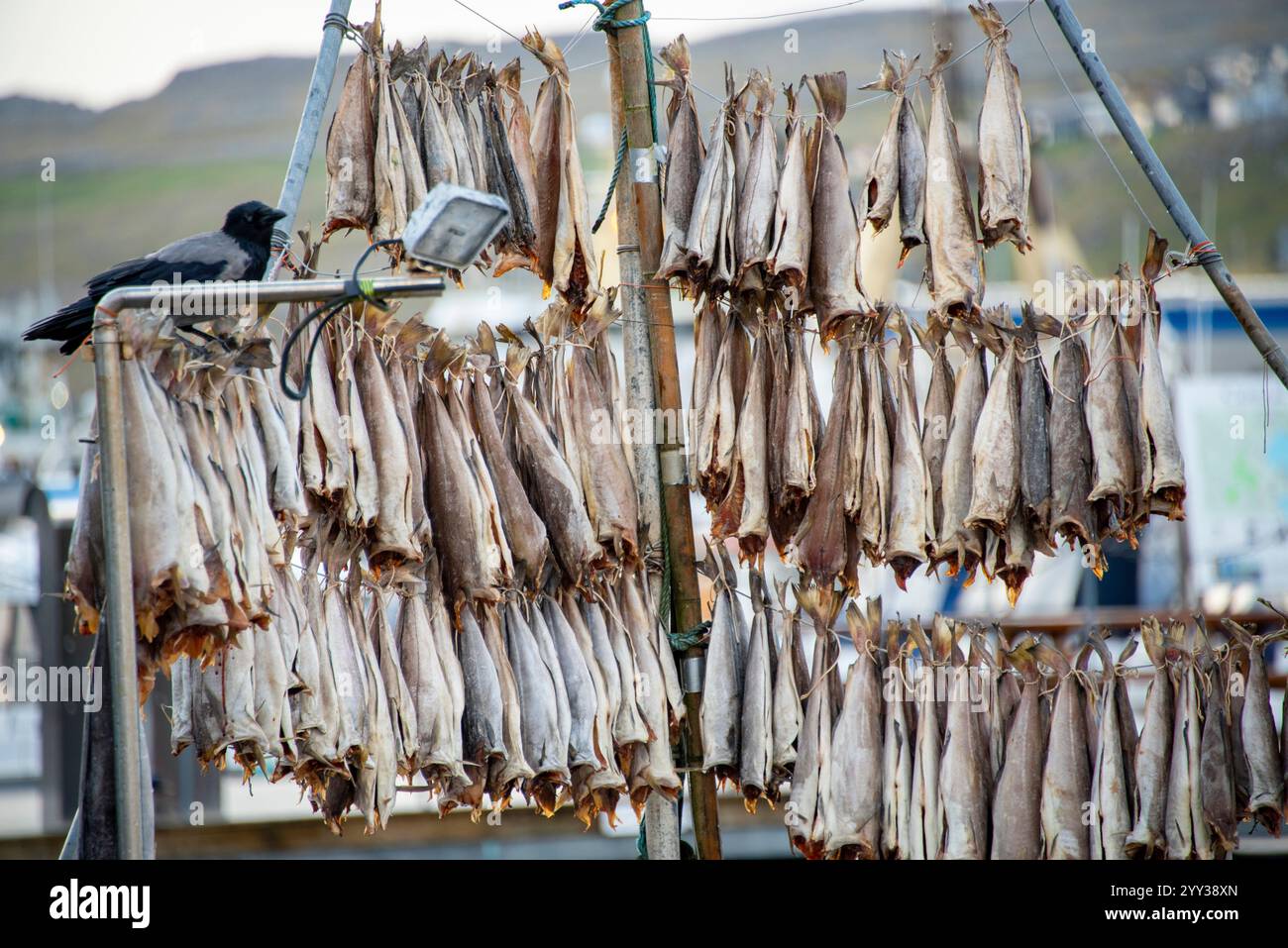 Air-Dried Fermented Fish - Faroe Islands Stock Photo - Alamy
