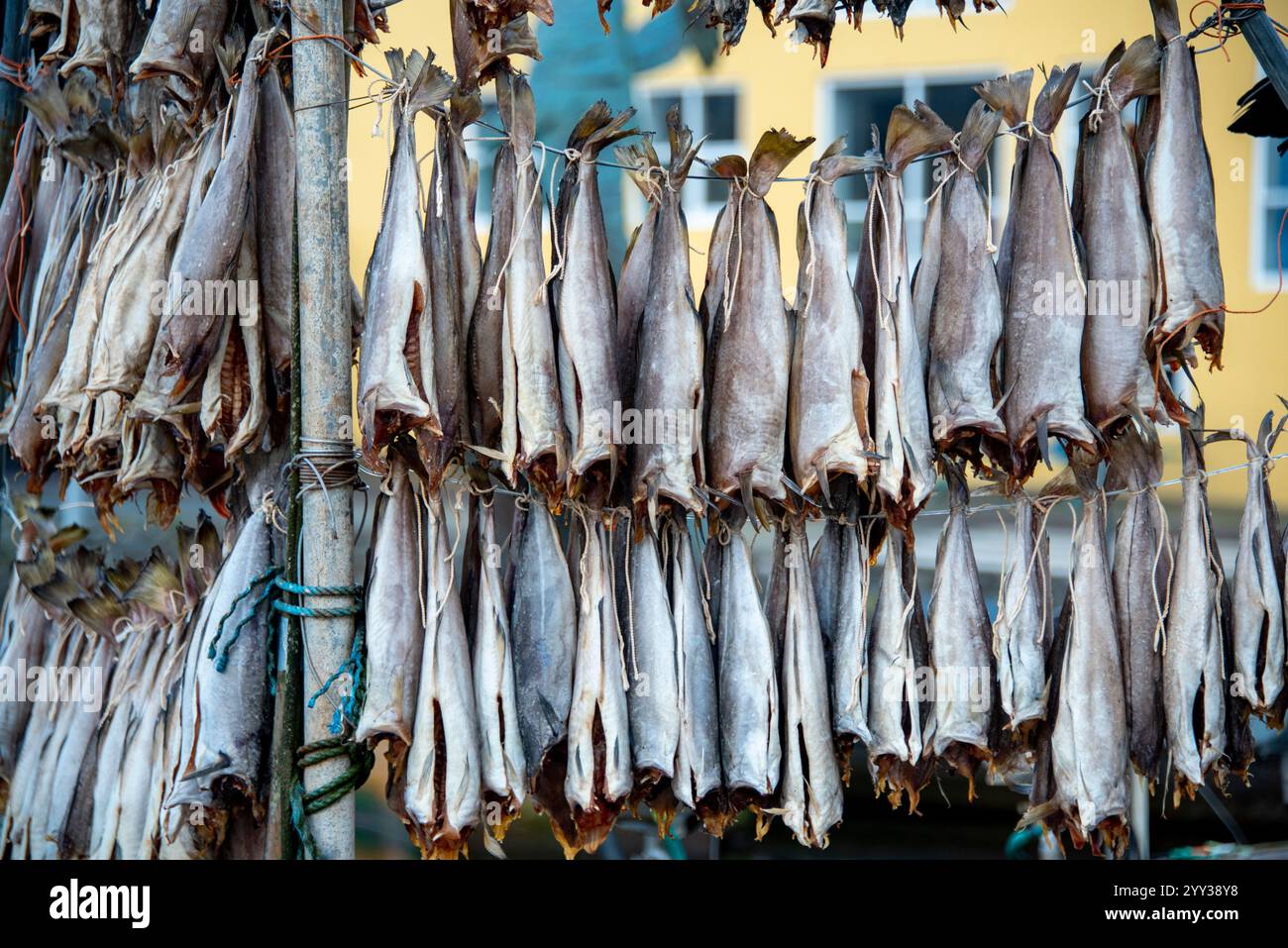 Air-Dried Fermented Fish - Faroe Islands Stock Photo - Alamy